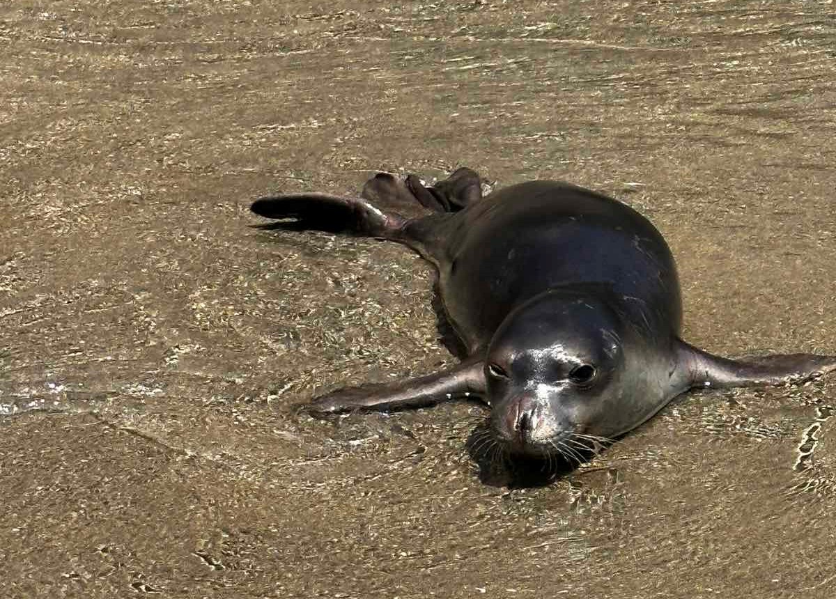 Η φώκια που κολύμπησε από την Κύθνο ως το Καβούρι - ΝΟΤΙΑ ΠΡΟΑΣΤΙΑ ...
