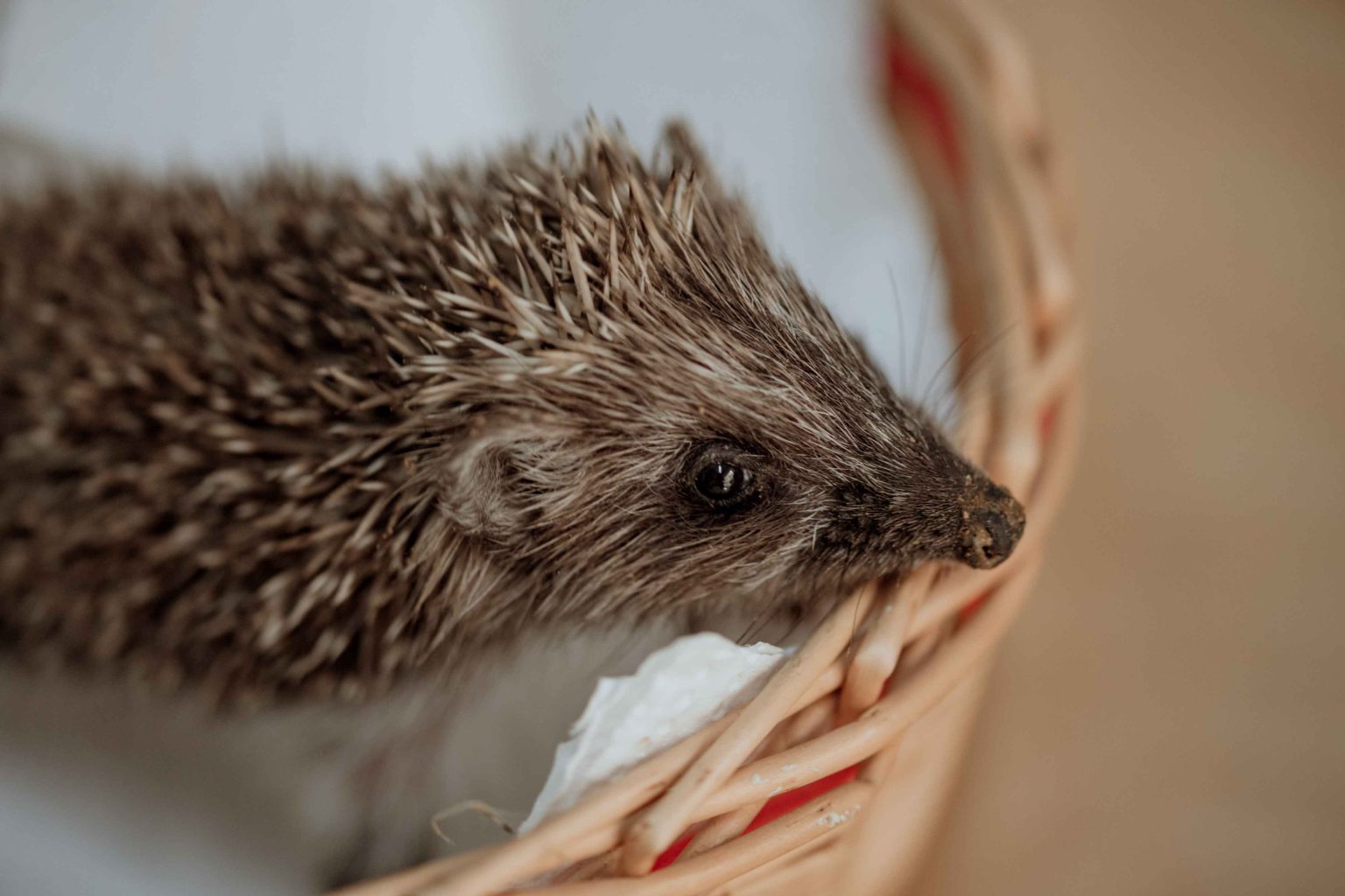 Foxes, hedgehogs, and hawks: The wild animals living in the Southern ...