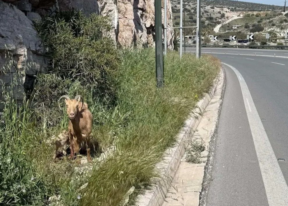 Φαγητό, ποτό, γλυκό στη Νέα Σμύρνη, σε στέκια της Πλατείας και μαγαζιά ...